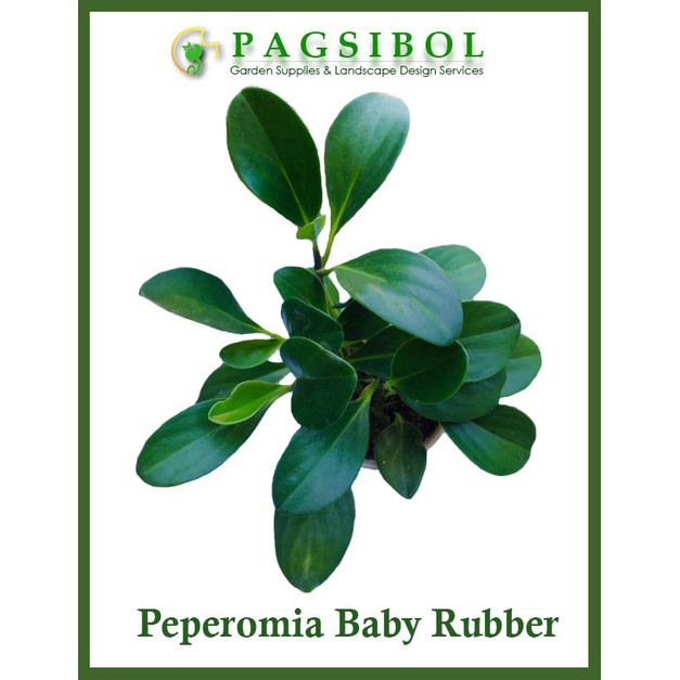 จุดประเทศไทย Peperomia Baby Rubber (ESTABLISHED)เมล็ดอวบอ้วน 100 รอคอย ...