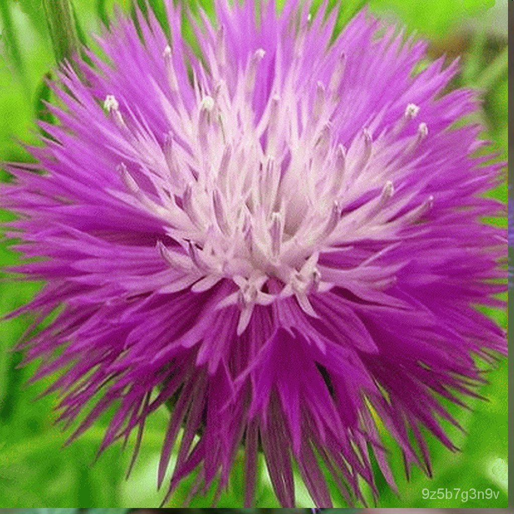 จุดประเทศไทย Sweet Sultan 20 Seeds Centaurea Moschata Annual Mixed ...