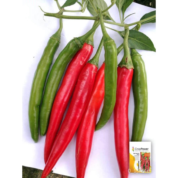 จุดประเทศไทย Chili seeds Benih Cili รุ่นแรกของการผสมพันธุ์เมล็ดพริกไทย ...