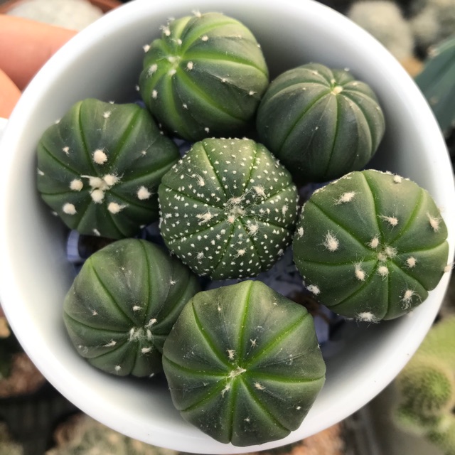 Astro cactus แอสโตร แคคตัส | Shopee Thailand