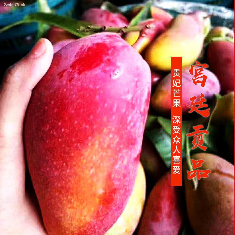 สายจูงสัตว์เลี้ยงHainan Royal Mango ผลไม้หวานสำหรับสตรีมีครรภ์ตามฤดูกาล ...