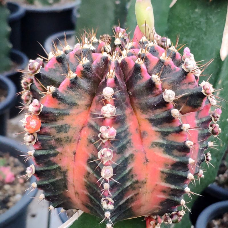 Orose ถูกที่สุด พร้อมโปรโมชั่น ธ.ค. 2023|BigGoเช็คราคาง่ายๆ