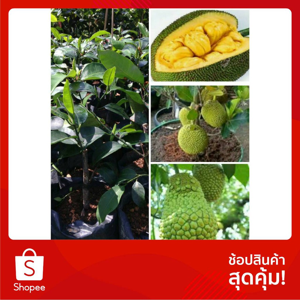 ต้นจำปาดะทุเรียนCempedak durian จำปาดะทุเรียนมีผลคล้ายทุเรียนกลิ่น ...