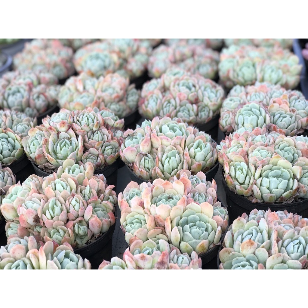 กุหลาบหินGemini Berry ขนาด5นิ้ว | Shopee Thailand