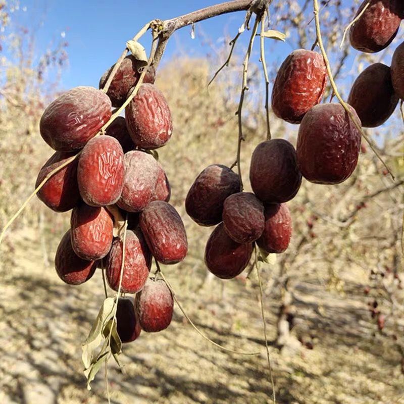 การลดคูปอง Super Xinjiang Ruo Qiang Grey Dates ยังไม่ได้ล้างดั้งเดิม ...