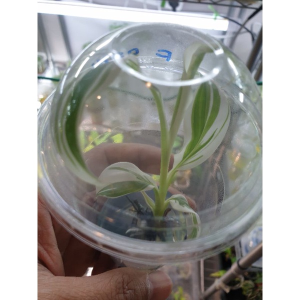 กล้วยด่างฟลอริด้า ไม้เนื้อเยื่อ ด่างแล้วทุกต้น - jr.plant - ThaiPick