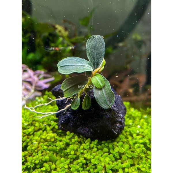 Bucephalandra kedagang mini round | Shopee Thailand