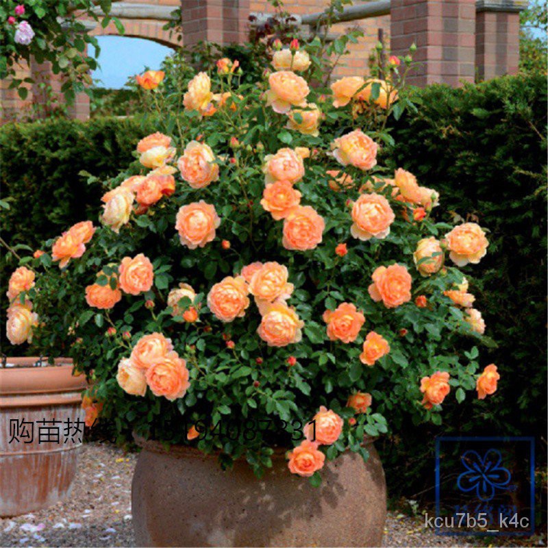 50 pieces of Lady Charlotte rose seeds with excellent varieties SCPw ...