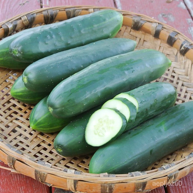 Galaxy Seeds Cucumber Poinsett Seeds for Planting Vegetable Plants (15 ...