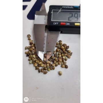 เมล็ดฮ่วยมั้ว บรรจุ500g.-1,000g | Shopee Thailand