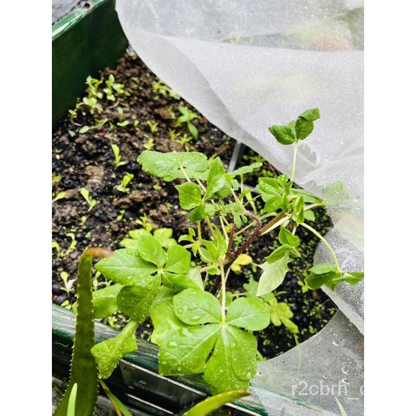 200- seed Maman sayur biji benih jeruk maman 5 daunกระโปรงหมวกผักชี ...