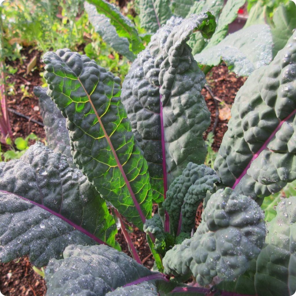 100 เมล็ด เคลแดซลิ่งบลู - Dazzling Blue Kale | Shopee Thailand