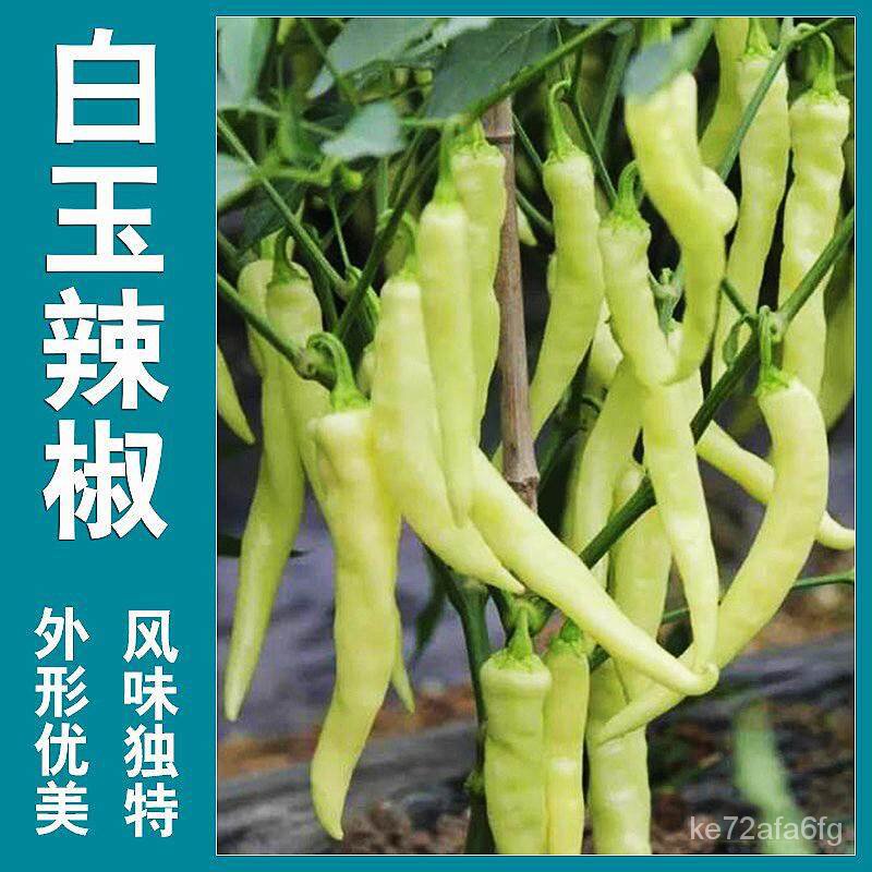 Biji Benih Lada Jed Putih (30 Seeds) หยกขาวพริกไทยเมล็ด Formica สีขาว ...
