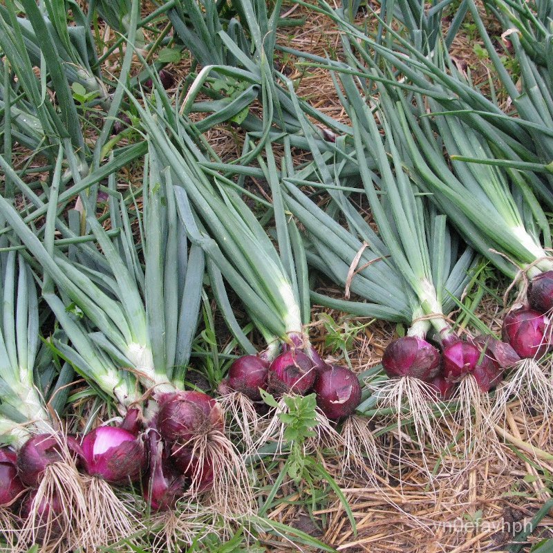 จุดประเทศไทย Green House Red Onion Seeds for Planting Vegetable Plants ...