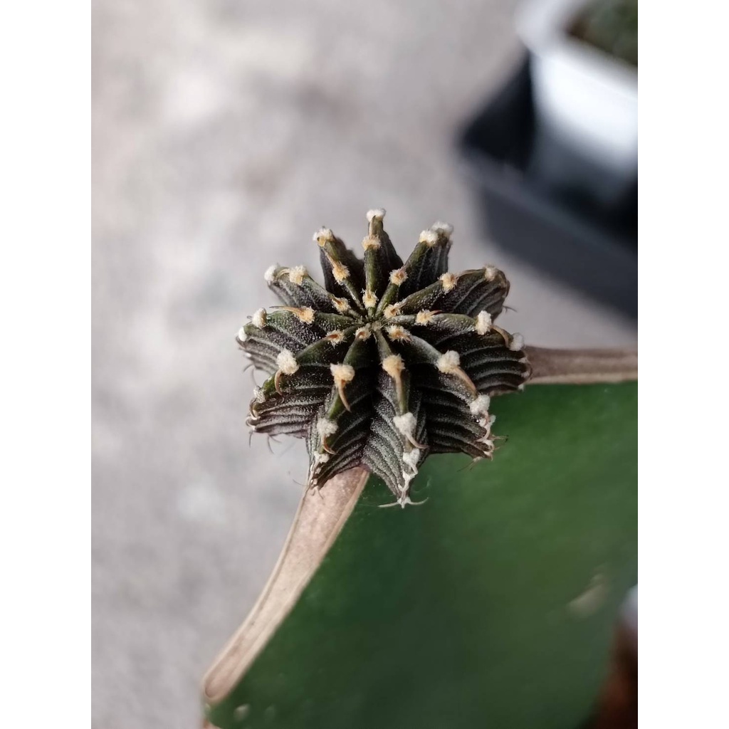 Lb 2178 แท้ ไม้กราฟตอสามเหลี่ยม ยิมโน แคคตัส ยิมโน Lb 2178 แท้ ทั้งหมด 1 ต้น ขนาด 2.4 ซม.(22/10 ...