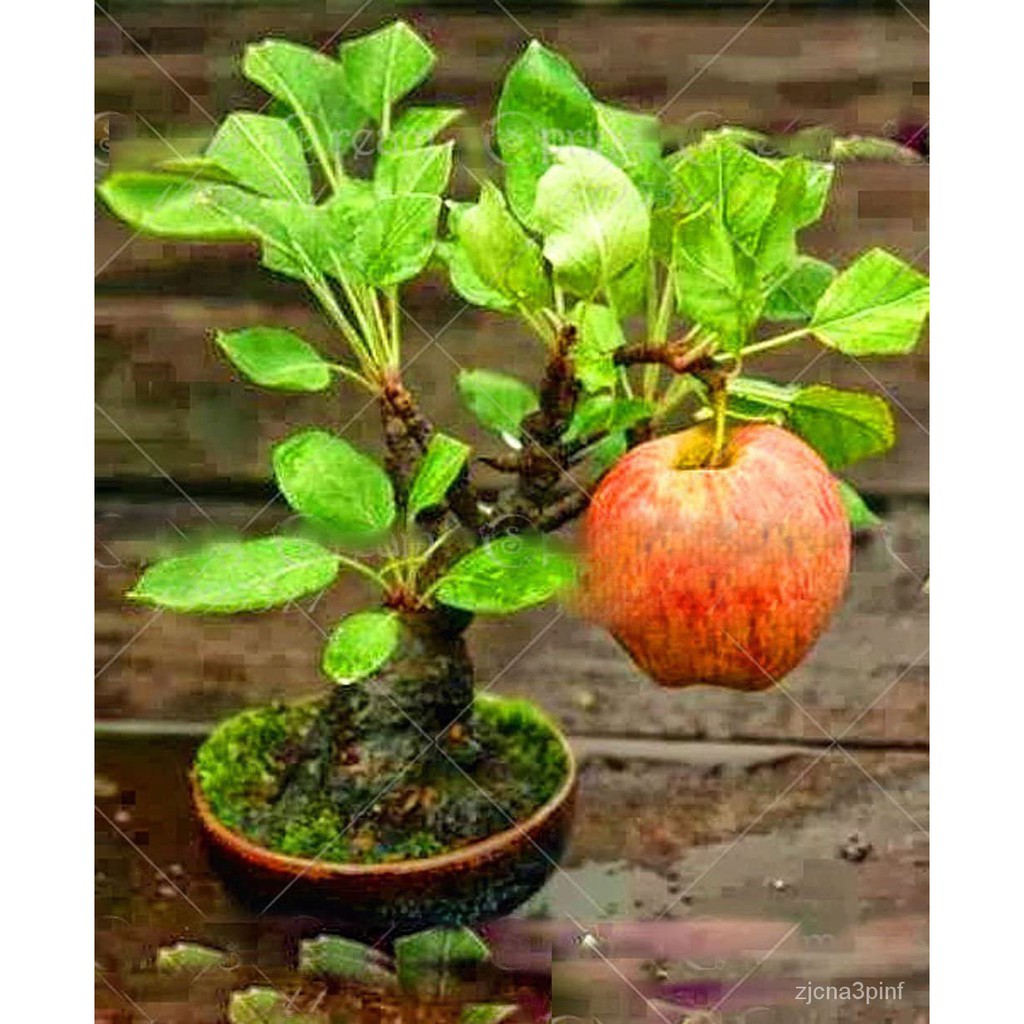 10pcs/Bag Dwarf Apple Seeds Miniature Apple Tree Sweet Organic Fruit ...