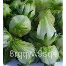 GO GREEN WHITE ROSELLE RARE SEEDS BENIH ROZEL WARNA PUTIHมะเขือเทศหมวก ...