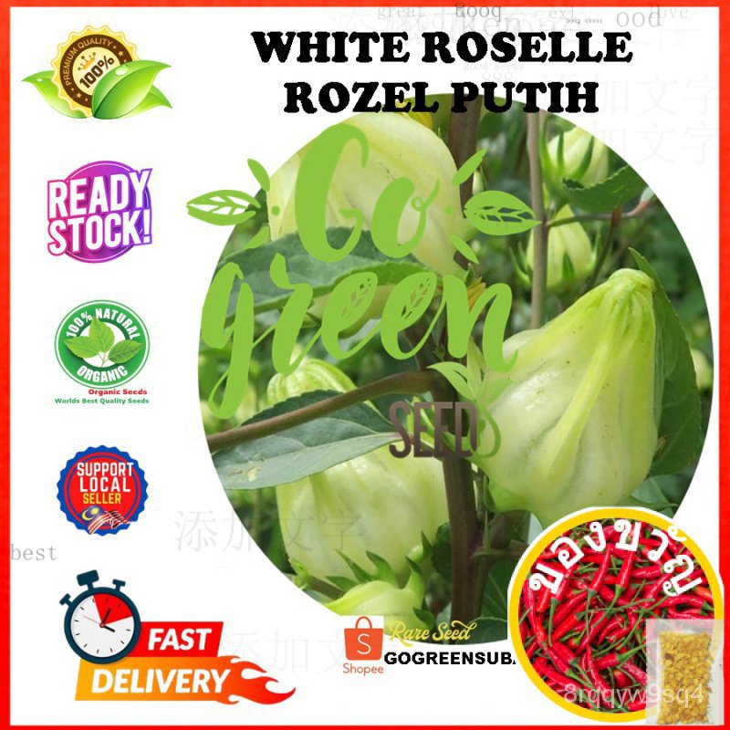 GO GREEN WHITE ROSELLE RARE SEEDS BENIH ROZEL WARNA PUTIHมะเขือเทศหมวก ...