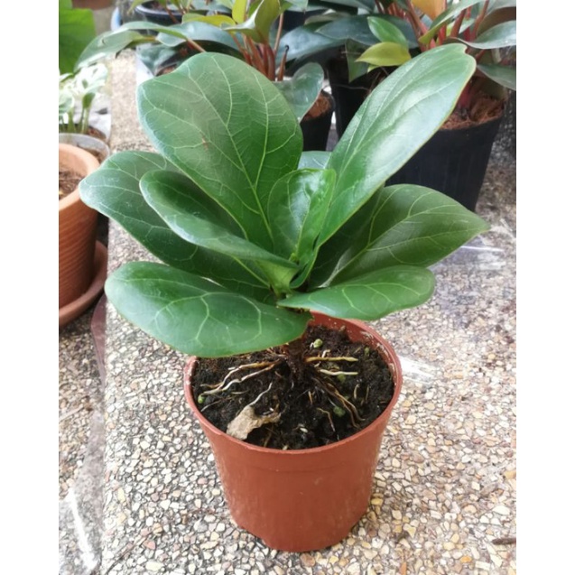 Emily Plants, ร้านค้าออนไลน์ | Shopee Thailand