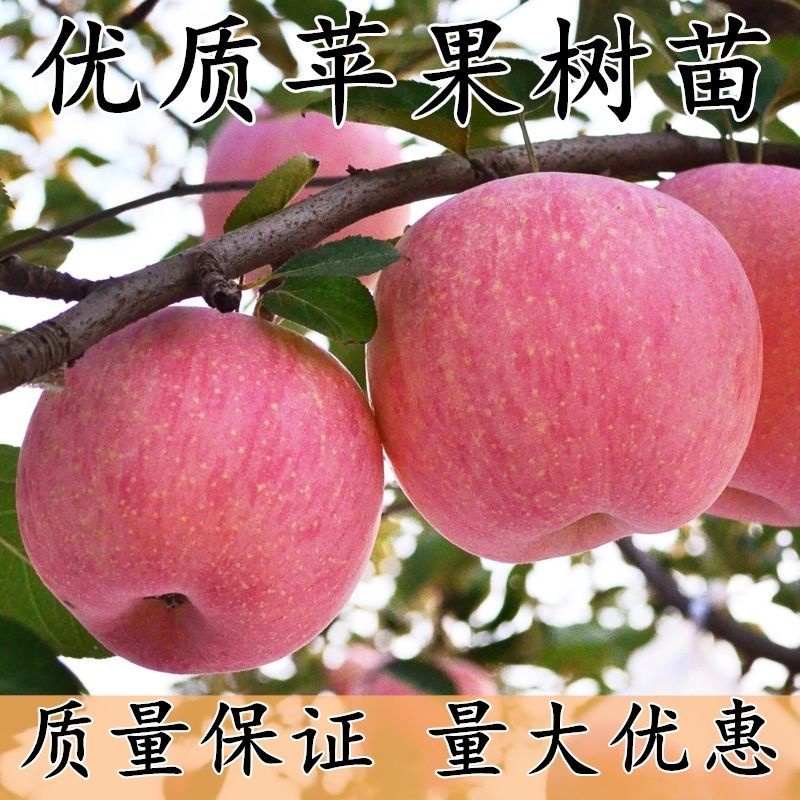 ஐ แอปเปิ้ลพันธุ์ใหม่ Red Fuji Rock Sugar Heart Extra Large Potted ...