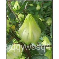GO GREEN WHITE ROSELLE RARE SEEDS BENIH ROZEL WARNA PUTIHมะเขือเทศหมวก ...