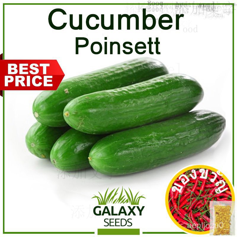 Galaxy Seeds Cucumber Poinsett Seeds for Planting Vegetable Plants (15 ...