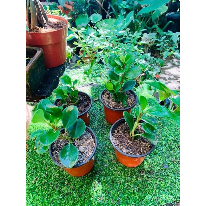 จุดประเทศไทย Peperomia Baby Rubber (ESTABLISHED)เมล็ดอวบอ้วน 100 รอคอย ...