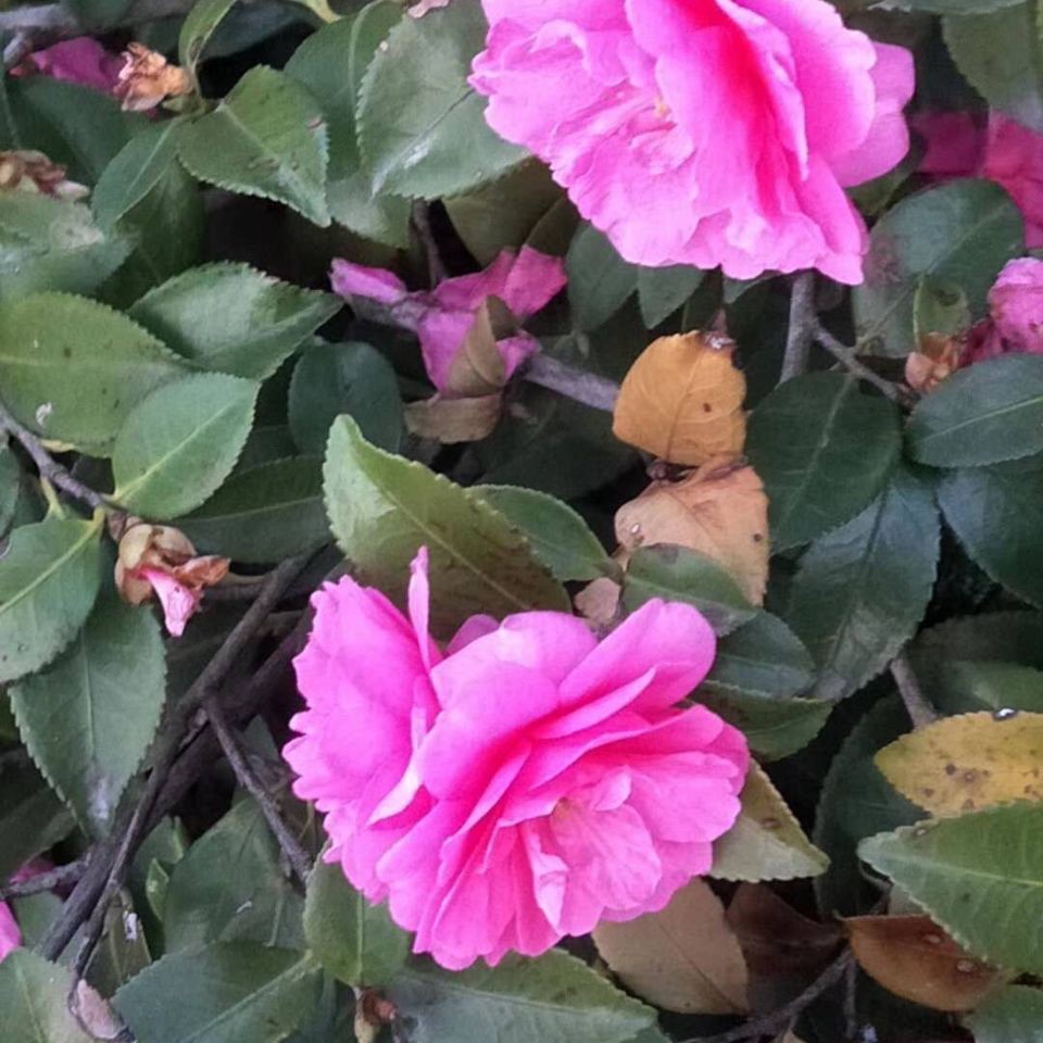 Promotion] Hui Ming Xuan tea Dendrobium native product Huoshan Huangya ...