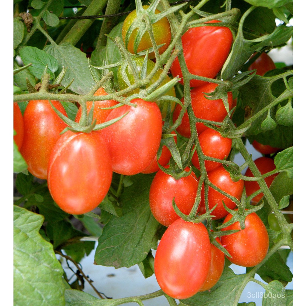จุดประเทศไทย Apollo Tomato Seeds - Improve Varietyเมล็ดอวบอ้วน 100 รอ ...