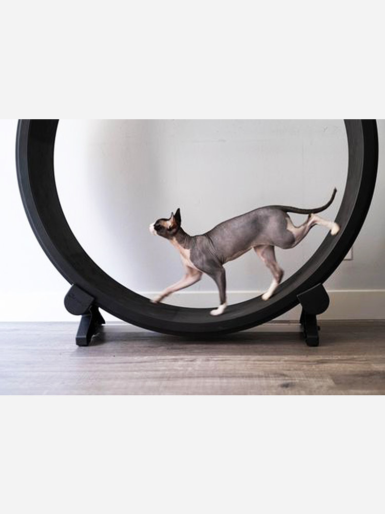 one fast cat cat running wheel pet treadmill dog trainer runner walking ...