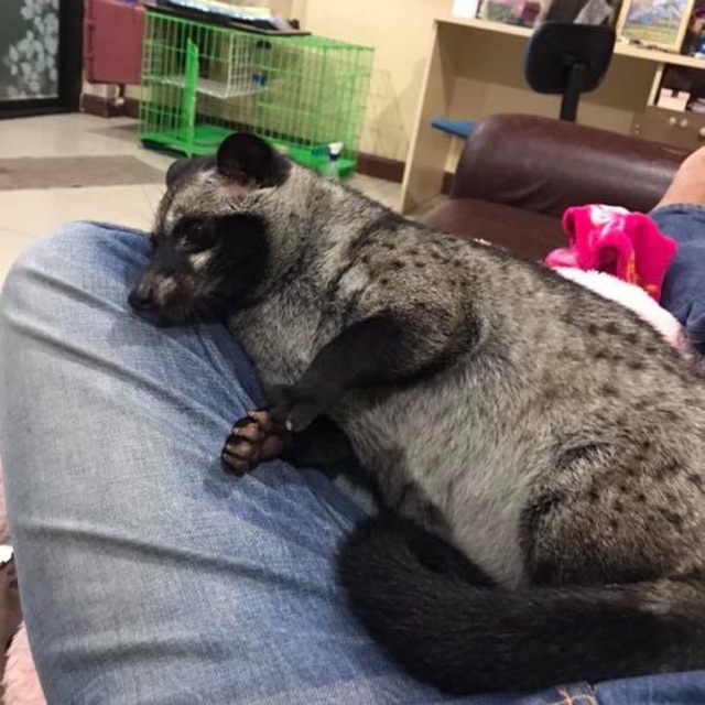 Musang Pandan Obesitas