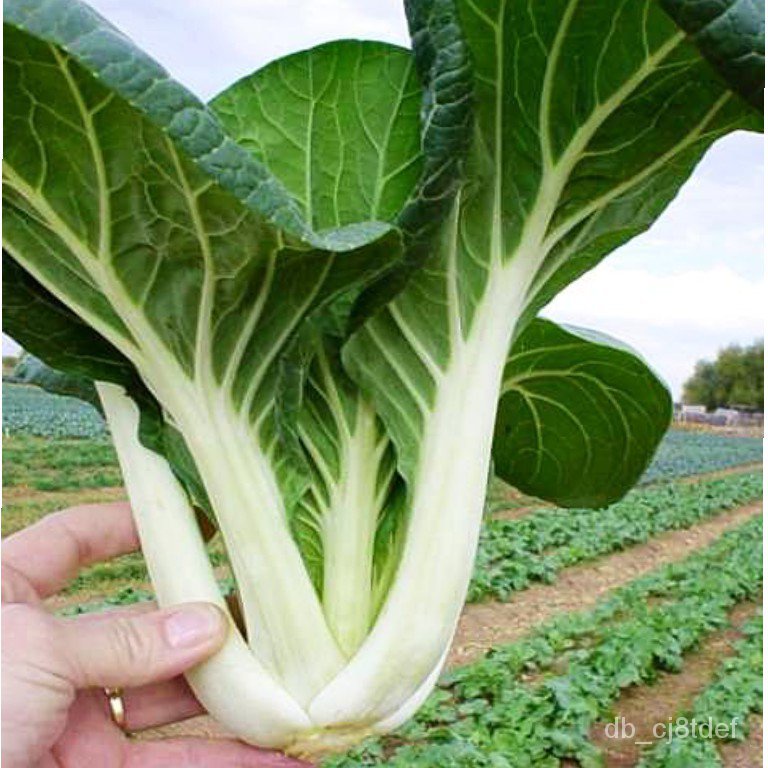 （เมล็ดพันธุ์ ผู้ผลิต）พร้อมส่ง รหัส 013 Canton Pak Choi กวางตุ้งฮ่องเต้ ...