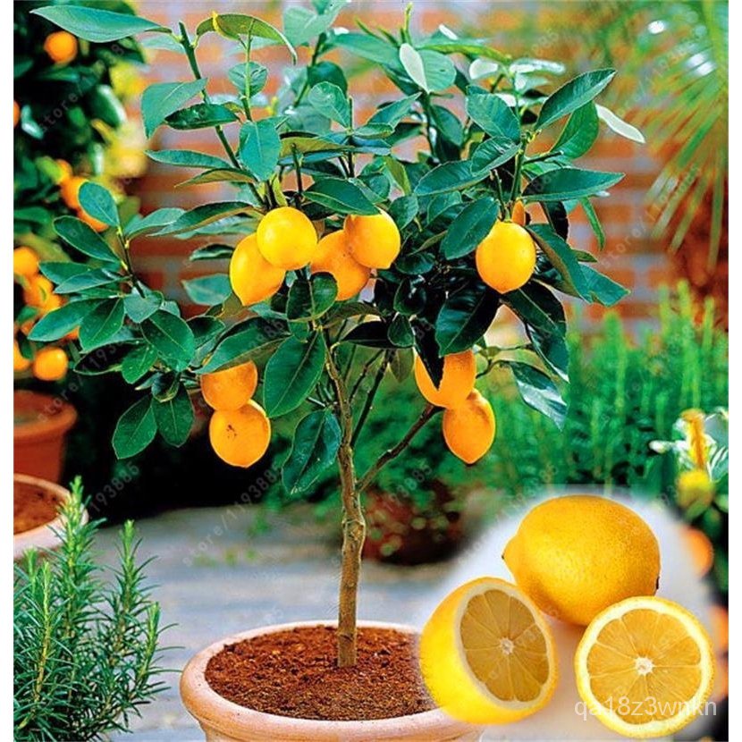 10Pcs Lemon Tree Seeds Mini Bonsai Fruit Lemon fruit Vegetable Seeds ...
