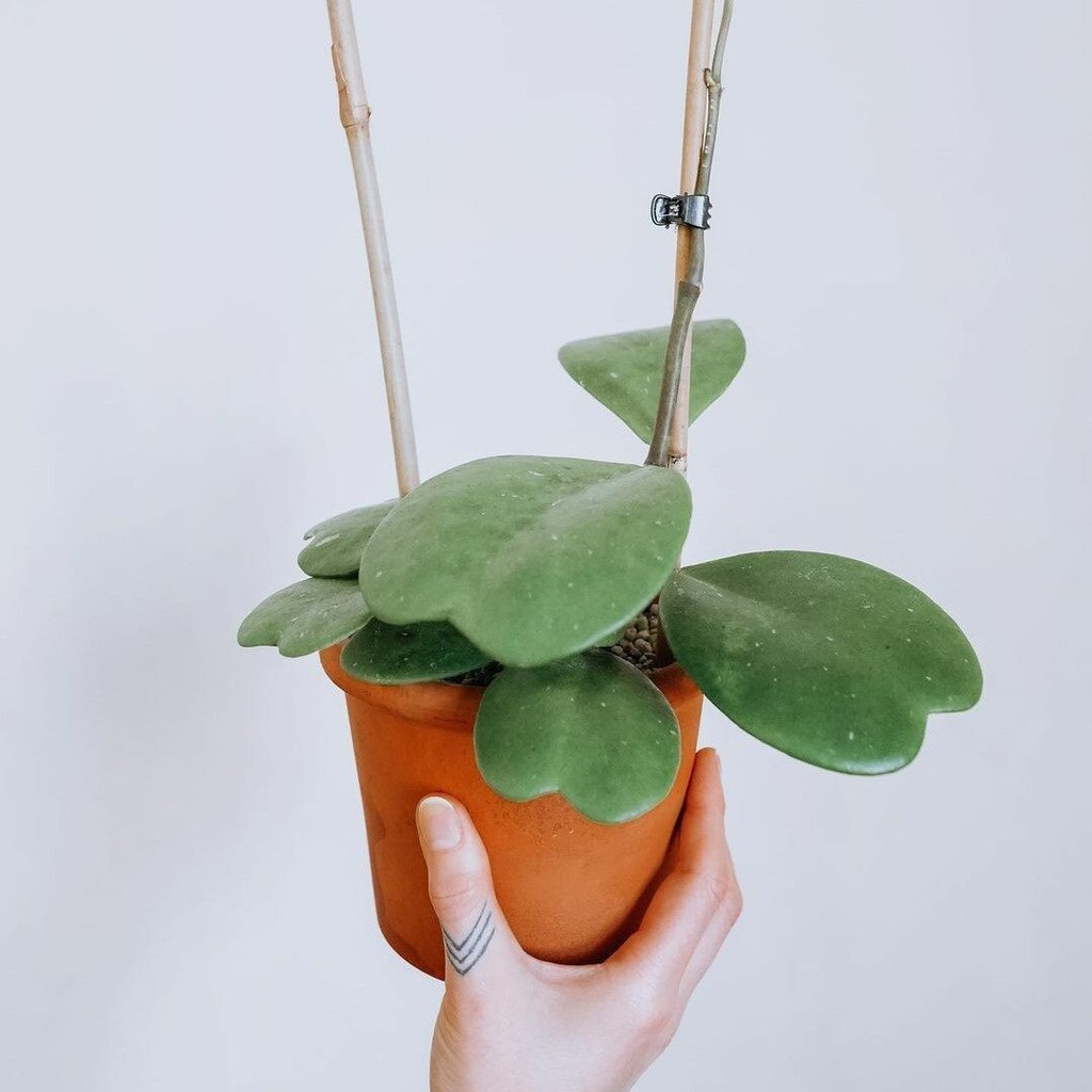 Hoya Kerrii โฮย่า ใบรูปหัวใจ ไม้เลื้อย ต้นไม้แห่งสัญญลักษณ์แห่งความรัก ...