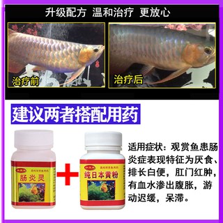 ปลาทอง Luohan Fish Enteritis Medicine Changyanling Ornamental Fish's ...
