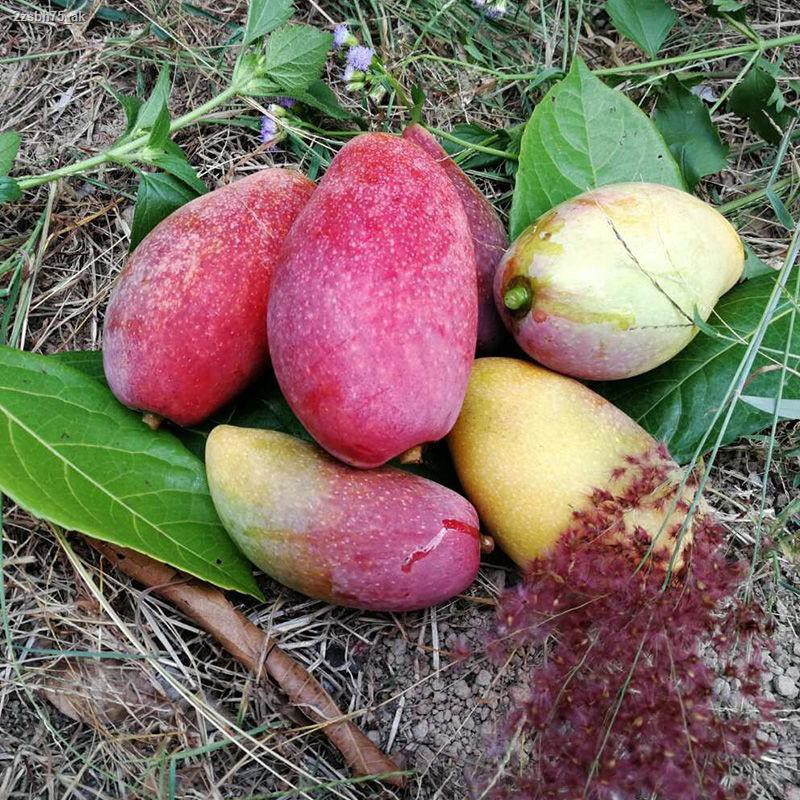 สายจูงสัตว์เลี้ยงHainan Royal Mango ผลไม้หวานสำหรับสตรีมีครรภ์ตามฤดูกาล ...