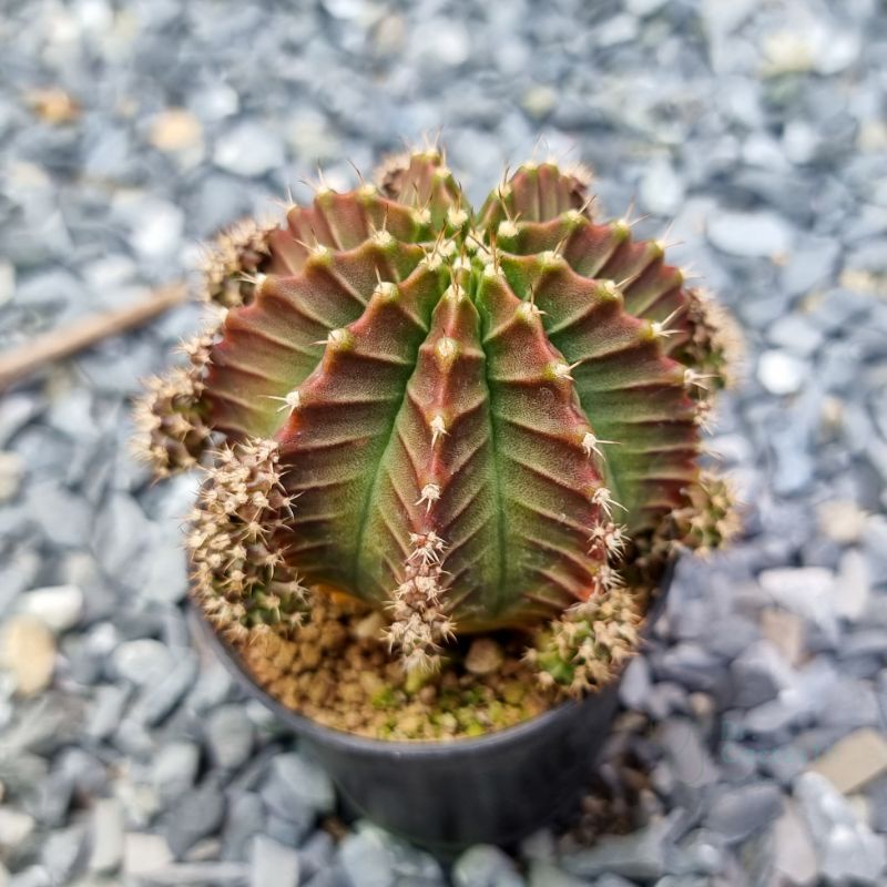 gymno ศิลามณี ชำหน่อ | Shopee Thailand