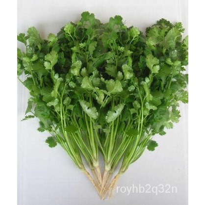 KINCHAY SEEDS - 150pcs seedsCATMONEASY TO GROWHIGH YIELDING裙子seeds ...