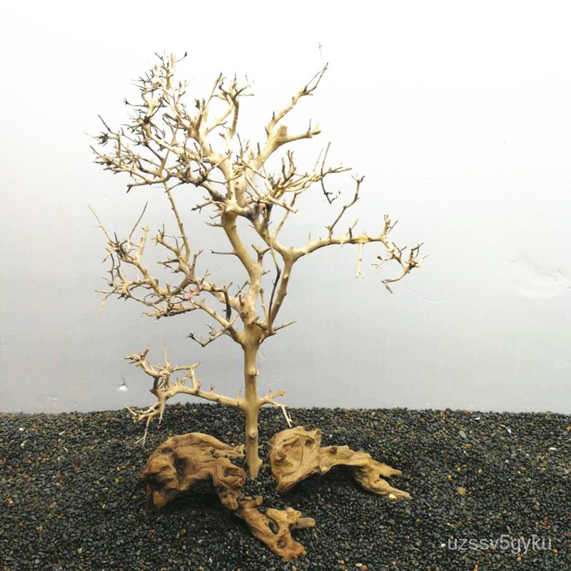Wood Fish Tank Driftwood Natural Moss Tree Purple Teak Trunk Driftwood ...