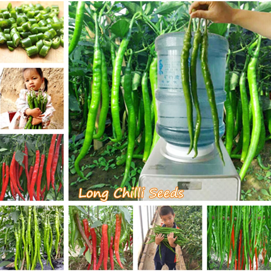 ปลูกได้ทั่วไทย ปลูกง่าย เมล็ดพันธุ์ เมล็ดพันธุ์ พริกไทยเส้นยาว Long ...