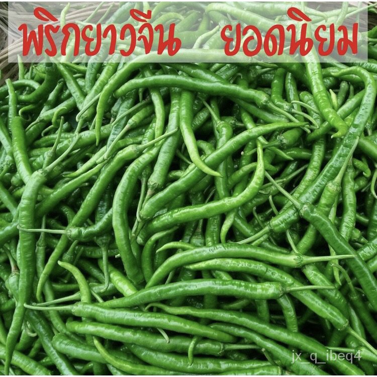 เมล็ดพันธุ์คุณภาพสูงในสต็อกในประเทศไทยเมล็ดพริกโจลอง 500 เมล็ด เมล็ด ...