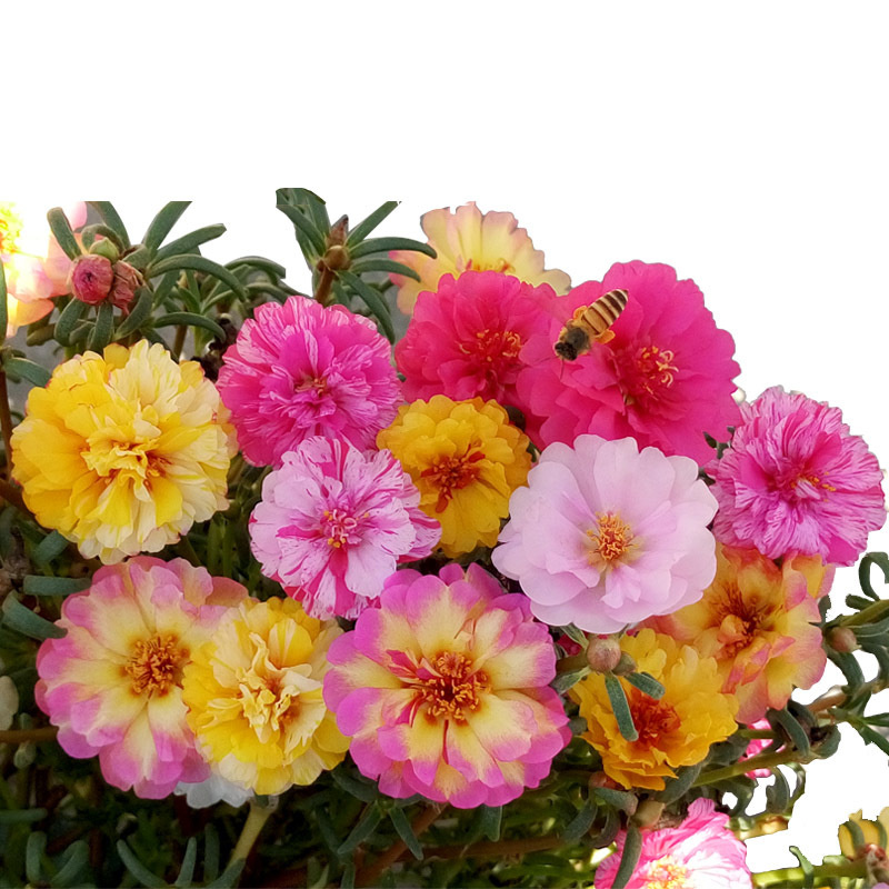 เมล็ดพันธุ์ ดอกไม้ดวงอาทิตย์ Moss Rose Seeds Double Portulaca ...
