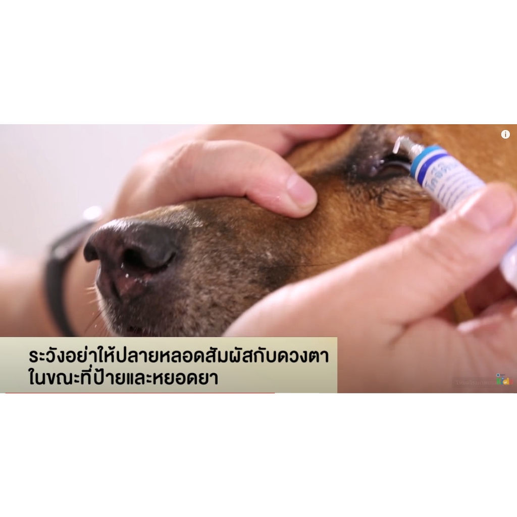 cogetine 5 g. โคจีติน รักษาตาอักเสบ สัตว์ปีก ยาป้ายตาเป็ดไก่ หมาแมว ลด ...