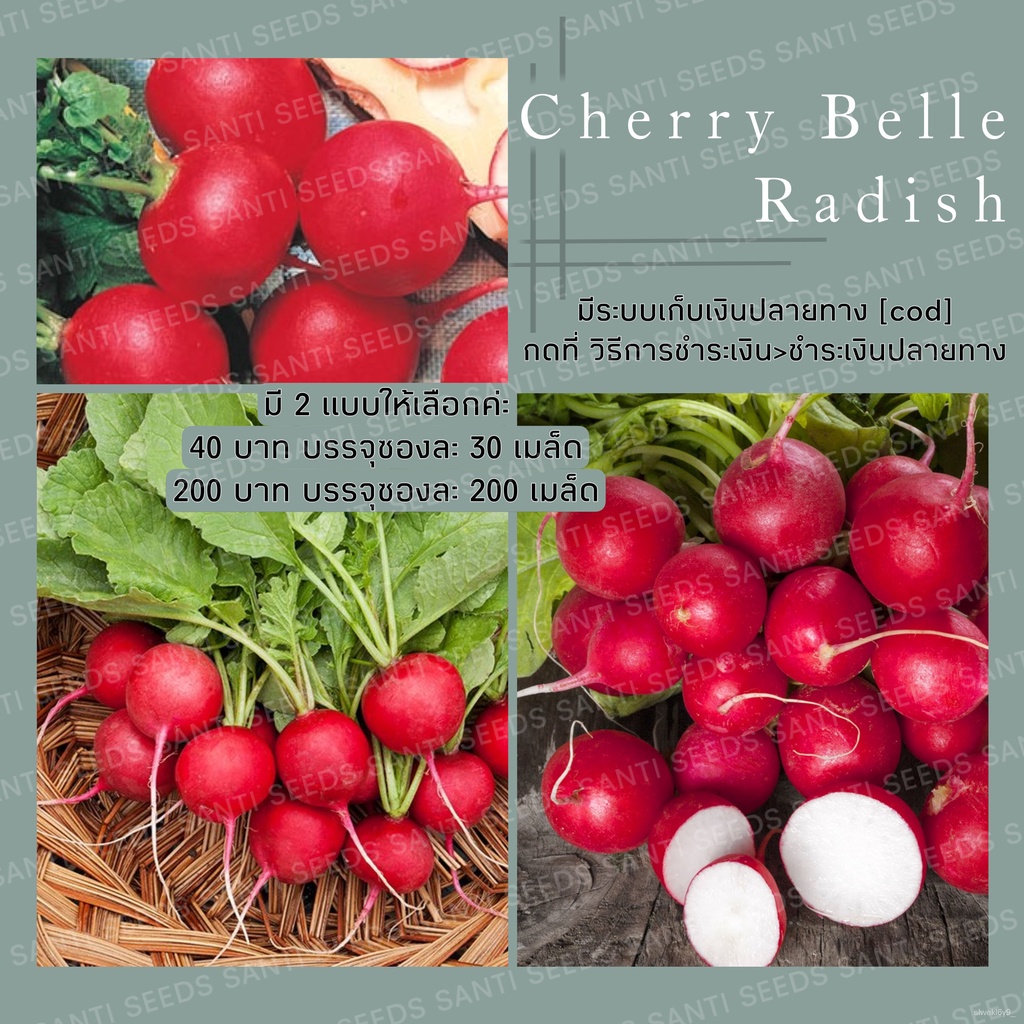 จุดประเทศไทย เมล็ดพันธุ์เมล็ดอวบอ้วน แรดิช เชอรี่เบลล์ 200 เมล็ด Cherry Belle Radish seed เมล็ด ...