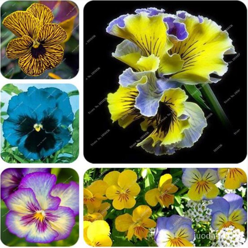 2022Free Shipping 30 Pcs Exotic Seed Pansy Seeds Mix Color Wavy Viola ...