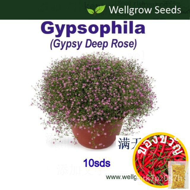 Seeds gypsophila GYPSY Deep RAW (10sds) ยิปโซ ชุดยิปซี (กุหลาบเข้ม ...