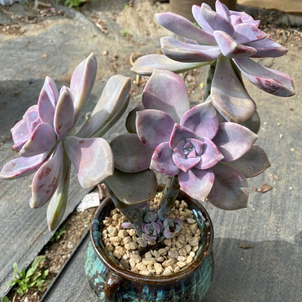 q Purple Succulent Cliff Demon Pile กลุ่มเสาเข็มเก่า Growing Leyi Group ...