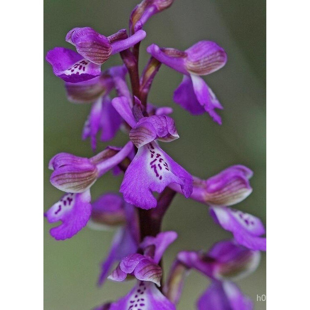 20Pcs Rare Red Orchid Flower Seeds Bonsai Blooming Plant Home Garden ...