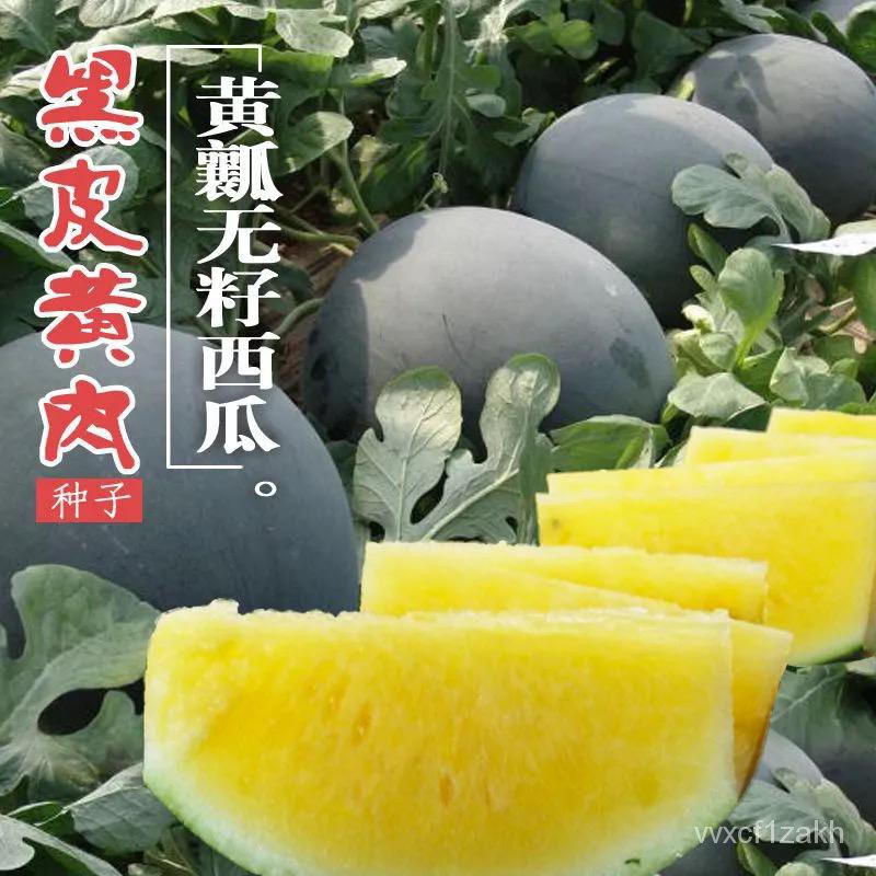Biji Benih Tembikai Kulit Hitam Tanpa Biji ( 8 Seeds) / Seedless black ...