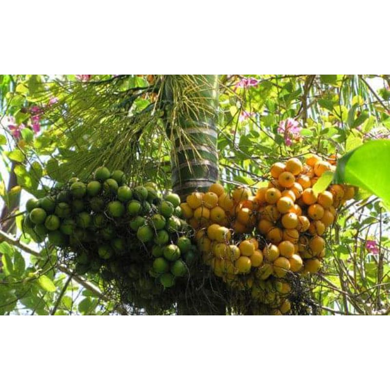 ต้นหมากเตี้ย (หมากกินหมากเคี้ยว) ทนแล้งโตช้าติดผลเร็ว ซื้อ 5 แถม 1 - red_tree - ThaiPick